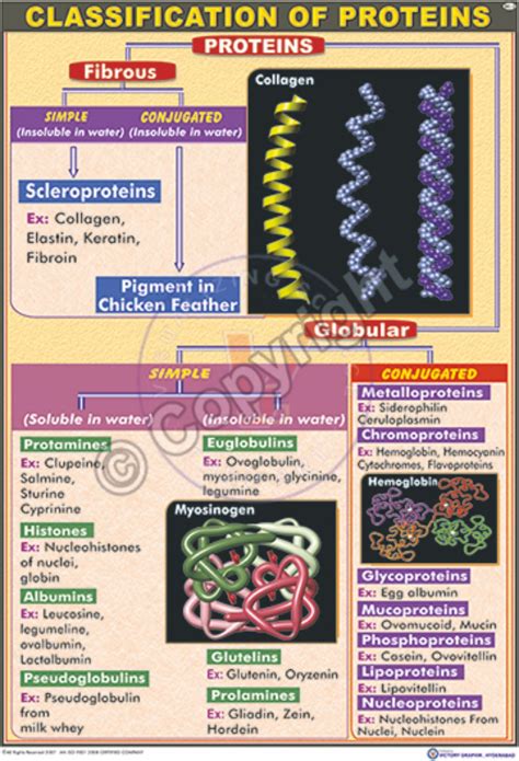 Victory Graphik Bc 2 Classifications Of Proteins With Examples And