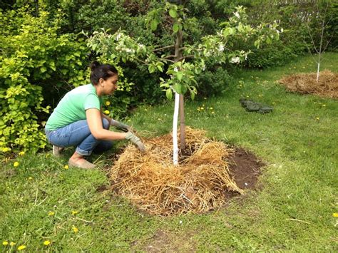 Preparing Fruit Trees For Winter In Five Easy Steps