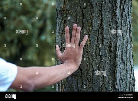 Man Touching Tree Trunk Stock Photo Alamy