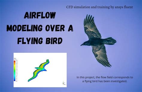 Airflow Modeling Over A Flying Bird Ansys Fluent Cfd Simulation