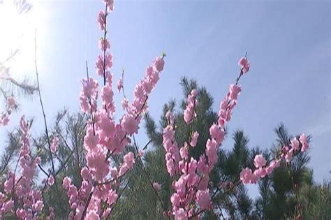 醉美长春 樱花岛” 赏樱何必向远行