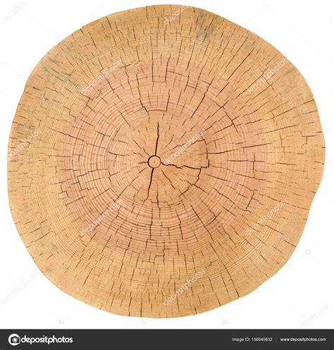 Free Photo Wooden Log Texture Circles Cut Log Free Download Jooinn