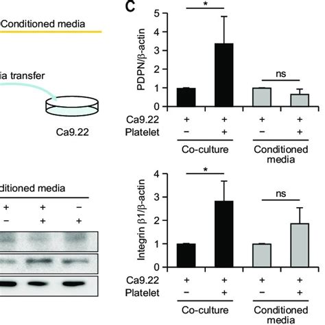 Direct Contact With Platelets Induces Pdpn Expression And Invasiveness