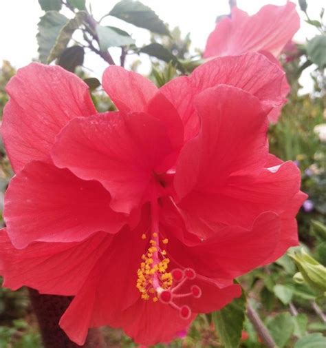 扶桑花的花语与含义探寻扶桑花的意义与象征 花植网