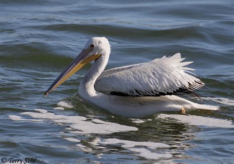 American White Pelican Pelecanus Erythrorhynchos South Dakota Birds