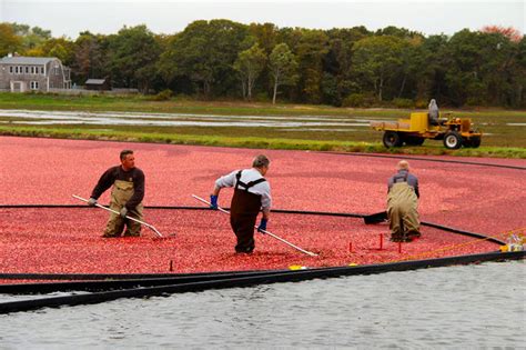 Cranberry Bogs Yarmouth Chamber Of Commerce