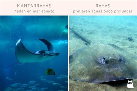 Manta Rays Vs Stingrays Key Differences With Photos