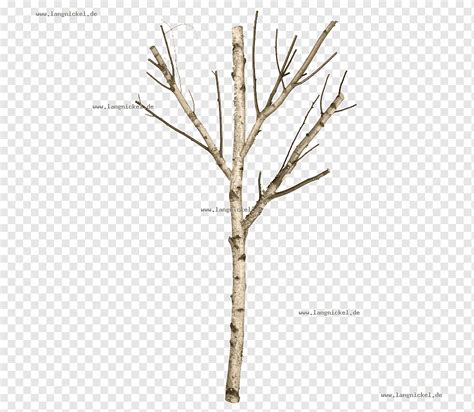 자작 나무 가지 거실 가구 인테리어 디자인 서비스 기타 기타 분기 아파트 Png Pngwing