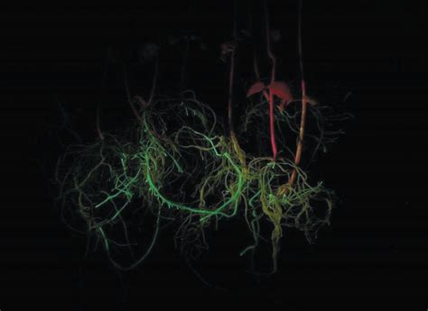 激发出蓝色荧光和蓝光激发光源的区别 析浦（上海）科学仪器有限公司