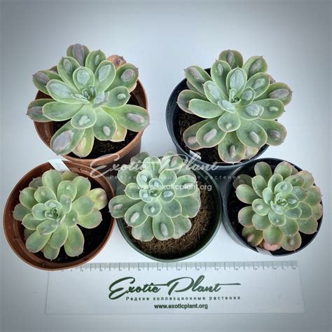 echeveria Raindrops - exoticplantshop.org