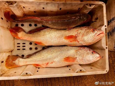 真正的大黄鱼长啥样 作者洛澜转载自微信公众号洛澜杂货铺IDMegalodonEric0712 知乎
