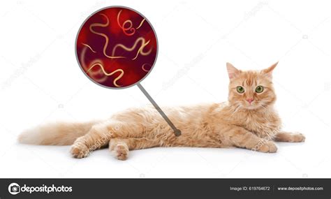 Cute Cat Illustration Helminths Microscope White Background Banner Design Parasites — Stock