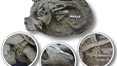 Frozen In ‘mortal Combat Fossil Shows Exact Moment A Mammal Attacked