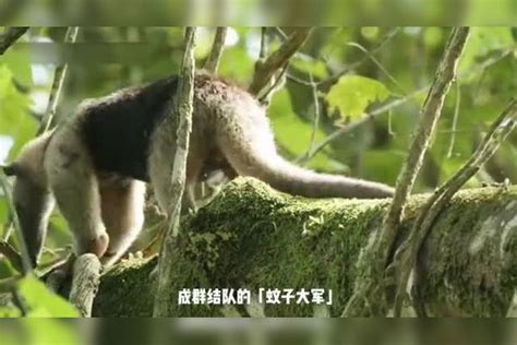 美国恐怖“吸血蚊子”，瞬间让动物变成“干尸”，镜头记录全过程