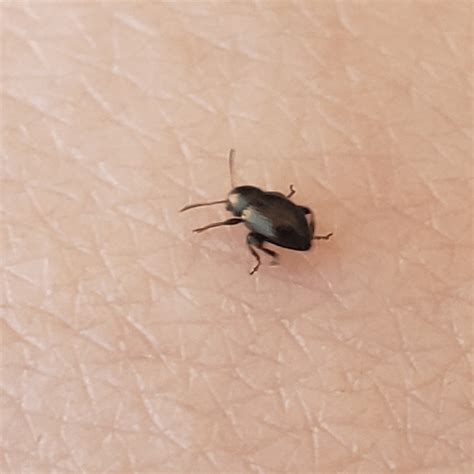 What Is This Very Tiny Beetle R Whatsthisbug