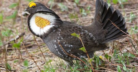 Sooty Grouse 探花精选 Field Guide