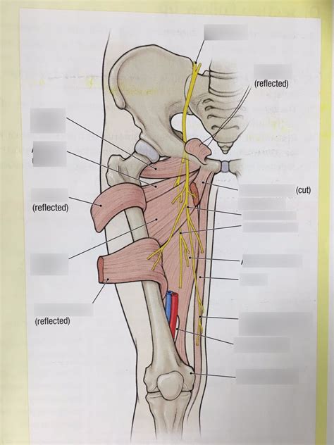 Obturator Nerve Anatomy