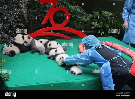Giant Panda Cubs Born In Including World S Heaviest Captive Bred Male Female Panda Twins