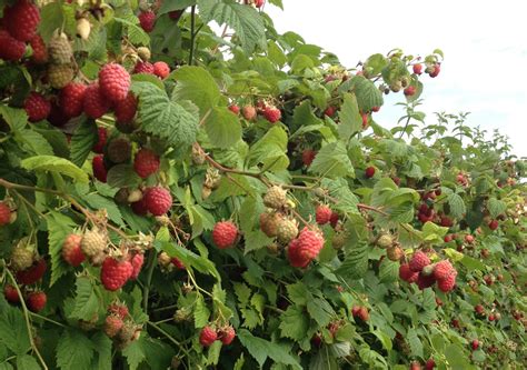 Raspberry Hawkswick Lodge Farm Raspberry Hawkswick Lodge Farm