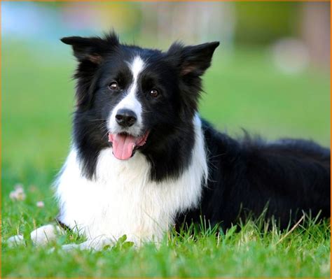 Cómo Es El Border Collie Somos Muy Perros