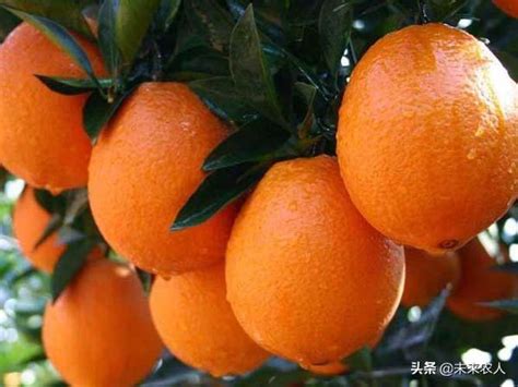 什麼是臍橙三大病害 怎樣防治 每日頭條
