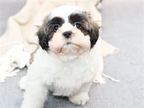 Teddy Bear Puppies Petland Novi Michigan