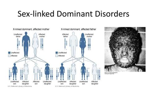 Ppt Patterns Of Inheritance Powerpoint Presentation Id3133372