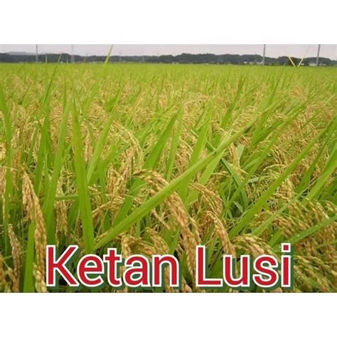 Jual BENIH PADI KETAN LUSI LABEL PUTIH BIBIT PADI KETAN BERSERTIFIKAT