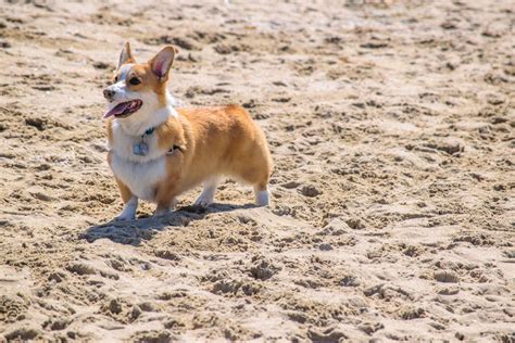 Pembroke 웨일스 어 Corgi 가지고 오다 강아지 개 개 초상화 개 품종 개의 걷기 귀여운 귀여운 강아지