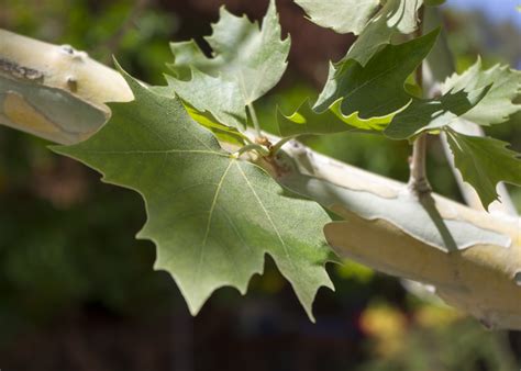 Сикомор (много фото) - treepics.ru