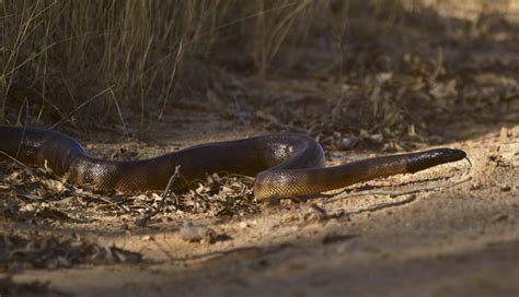 Black Headed Python Central Qld Coast Landcare Network