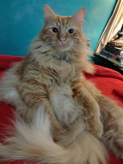 The Happiestchatty Est Kitty I Know My Little Edward Rcats