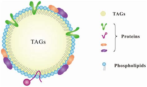 Lipid Biology