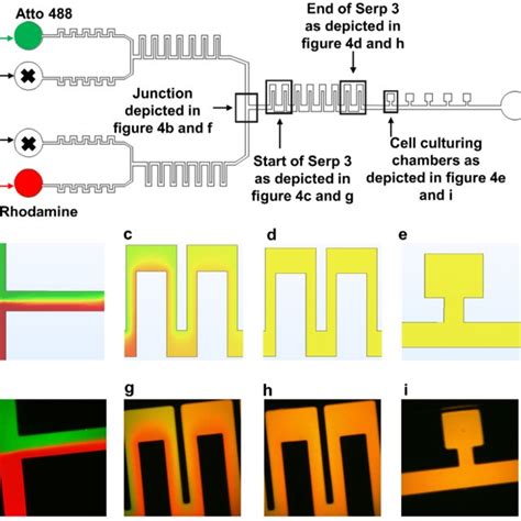 Mixing 2 Different Fluids Using Microfluidic Mixer Part Of The Device