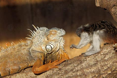 Grüner Leguan und neugieriges Lisztäffchen