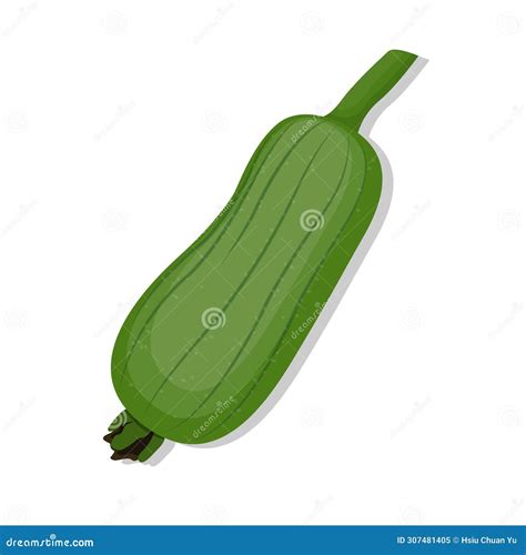 Vegetable Fresh Organic Loofah Cartoon Illustration
