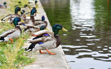 Duck Canal Wildlife