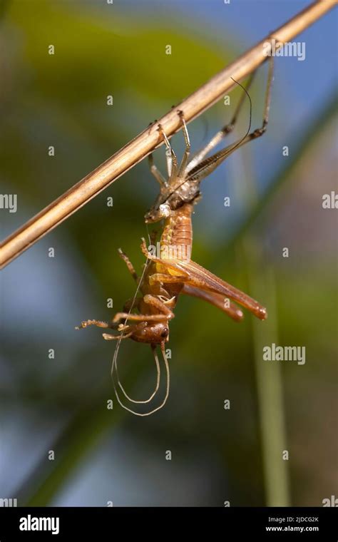 Does A Grasshopper Have An Exoskeleton At Jose Huggins Blog