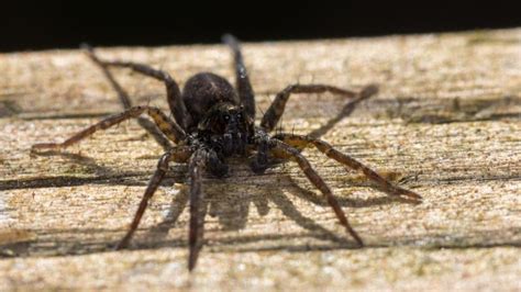 Common Spiders Of Missouri Identification Habitat And Behavior