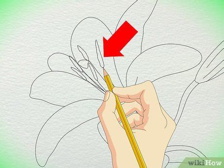 Ways To Draw A Lily WikiHow