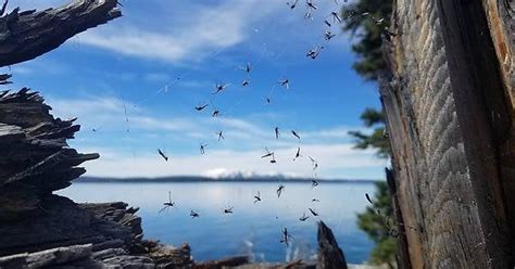 These Dead Mosquitoes Look Like A Cock And Balls Mildlyinteresting