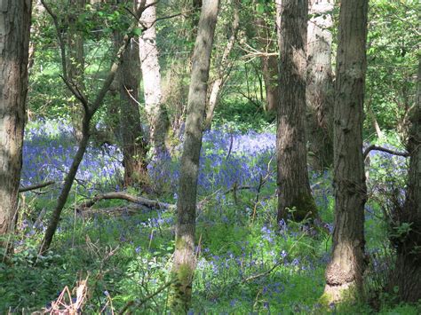 At Arger Fen Assington Wendywhitecat