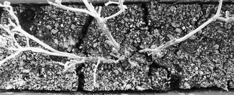 Deva Prada Alfonso José Prado Rey