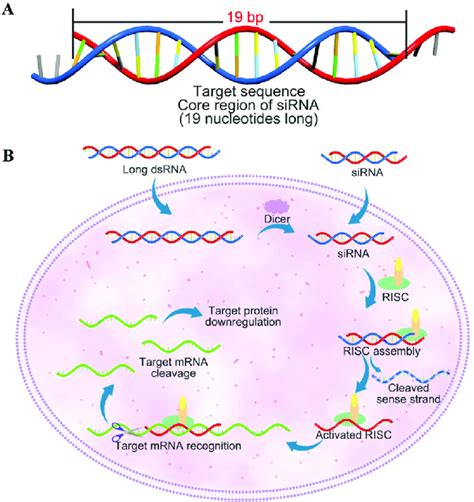 Structure And Mechanism Of SiRNA A Structure Of SiRNA B Action Of