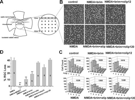 Brimonidine Protection Of Rgcs In A Rabbit Retinal Nmda Excitotoxicity