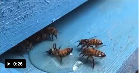 The Bees Tryna Save The Other Bee By Drinking The Liquid Kinda Like If