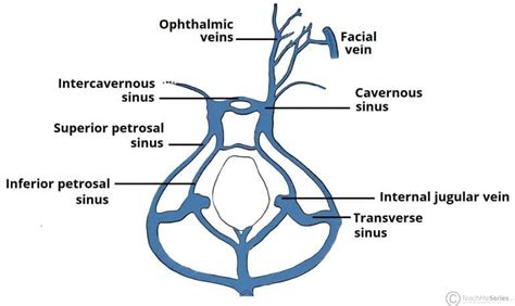 Dural Venous Sinuses Superior Sagittal Teachmeanatomy