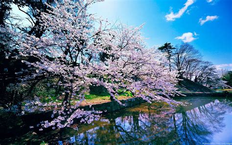 Cherry Tree Wallpapers Top Free Cherry Tree Backgrounds Wallpaperaccess