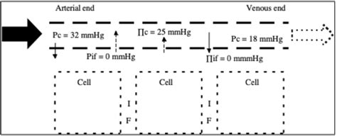 Microcirculation And Lymphatics Flashcards Quizlet