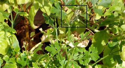 Seduced By Yarn Basil Eating Caterpillars